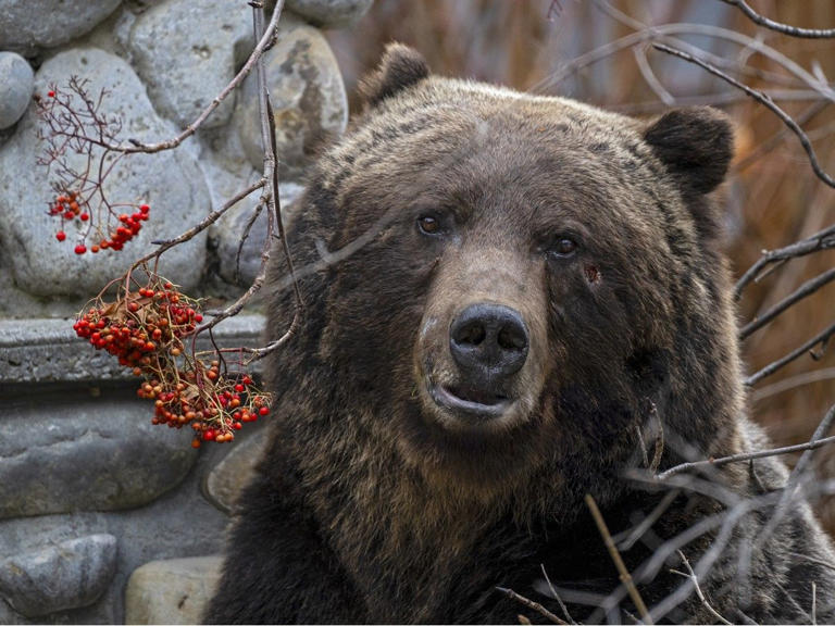 'He's incredibly special' — Renowned grizzly 'The Boss' announces ...