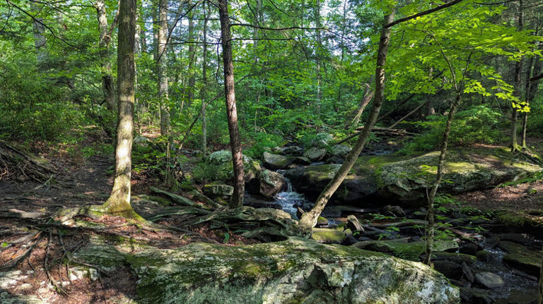 Sandwiched between Boston and New Haven is a serene state forest for ...