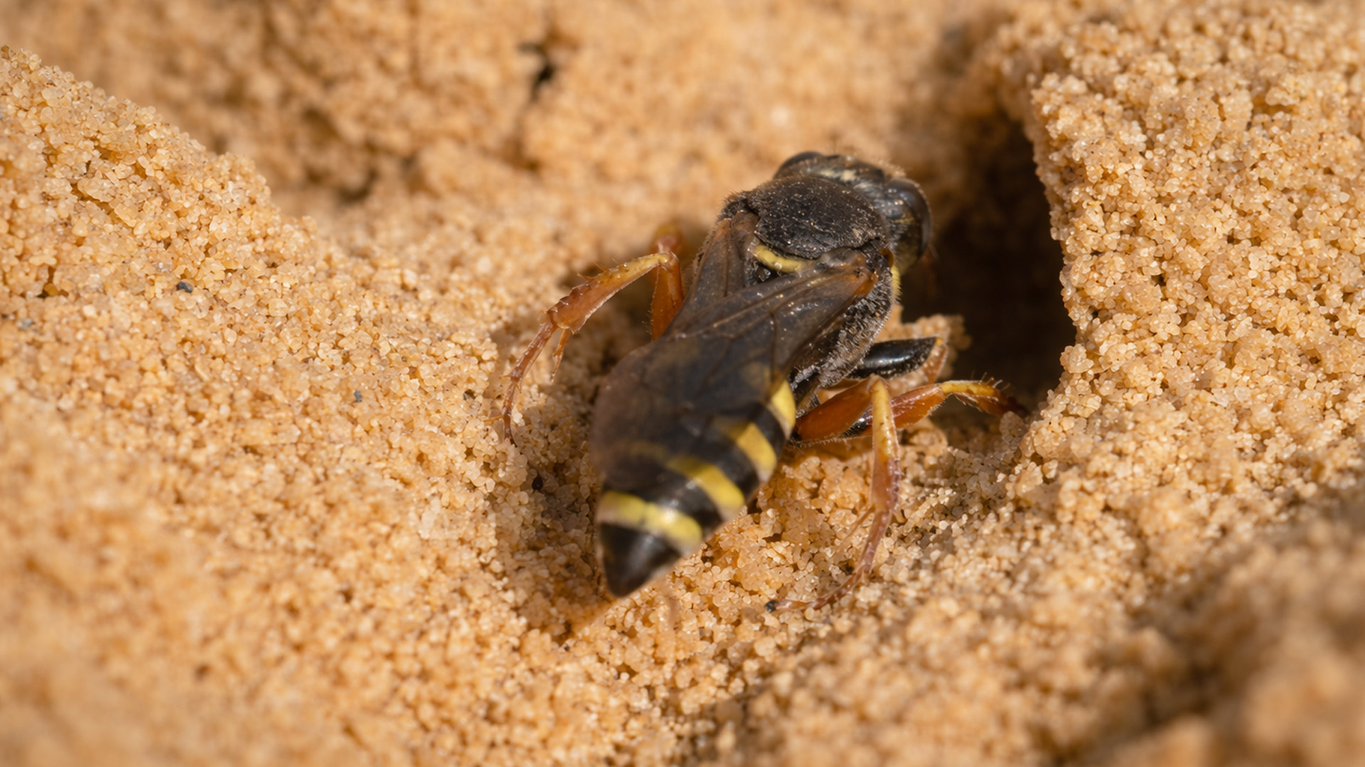 Une caméra piège filme un insecte construisant son nid souterrain