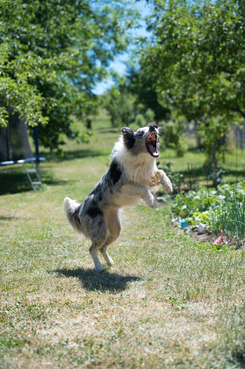 18 dog breeds that make "we'll figure it out later" a terrible strategy