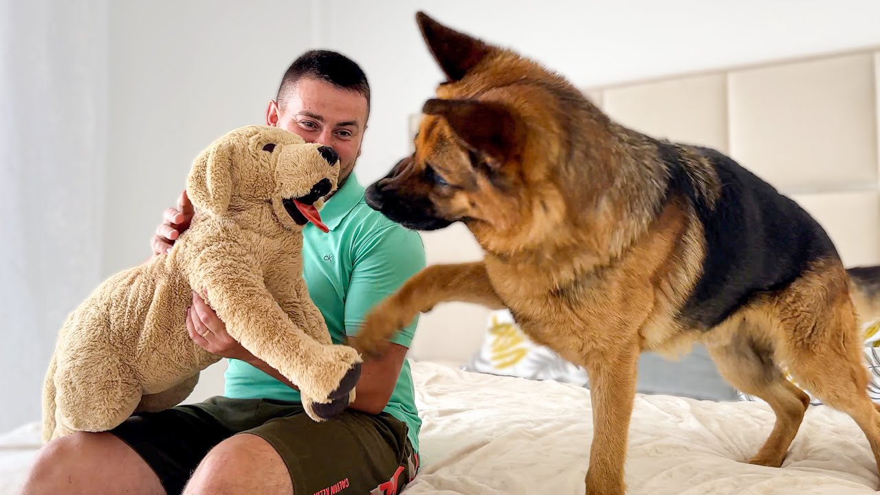 German shepherd doesn’t trust this fake golden retriever