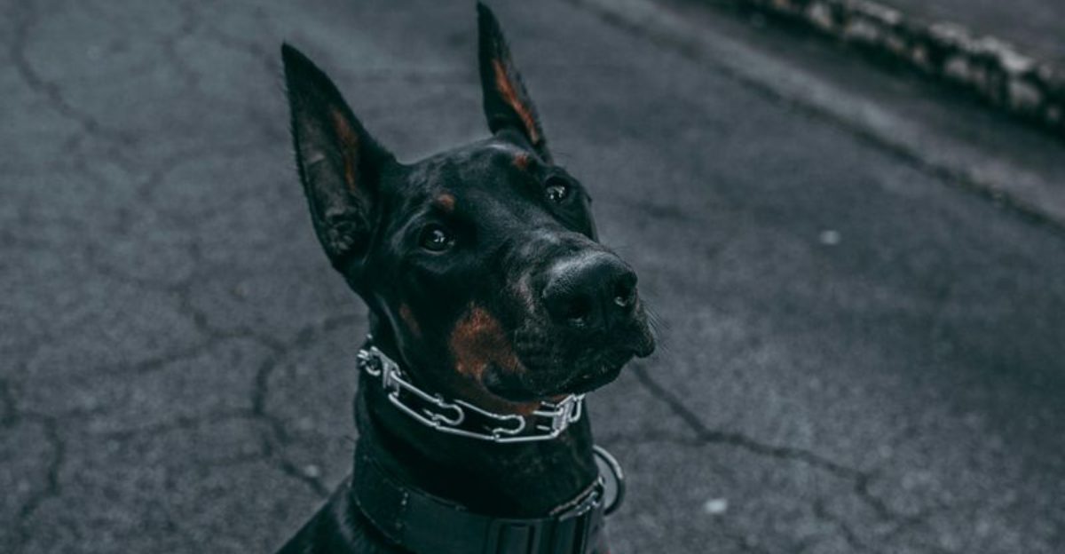16 dog breeds people buy for status, not because they actually fit ...