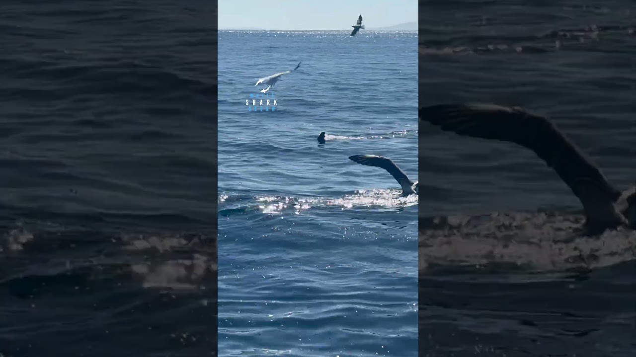 Great white harassing the birds