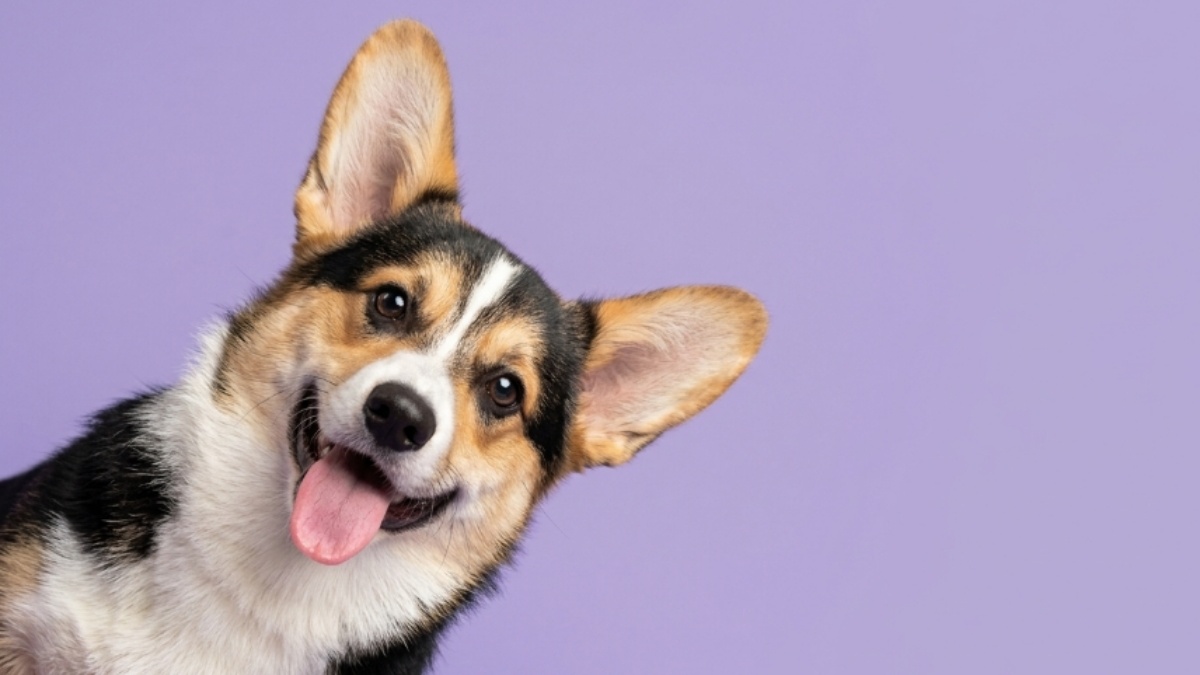 9 things your dog does when it sees you as its best friend