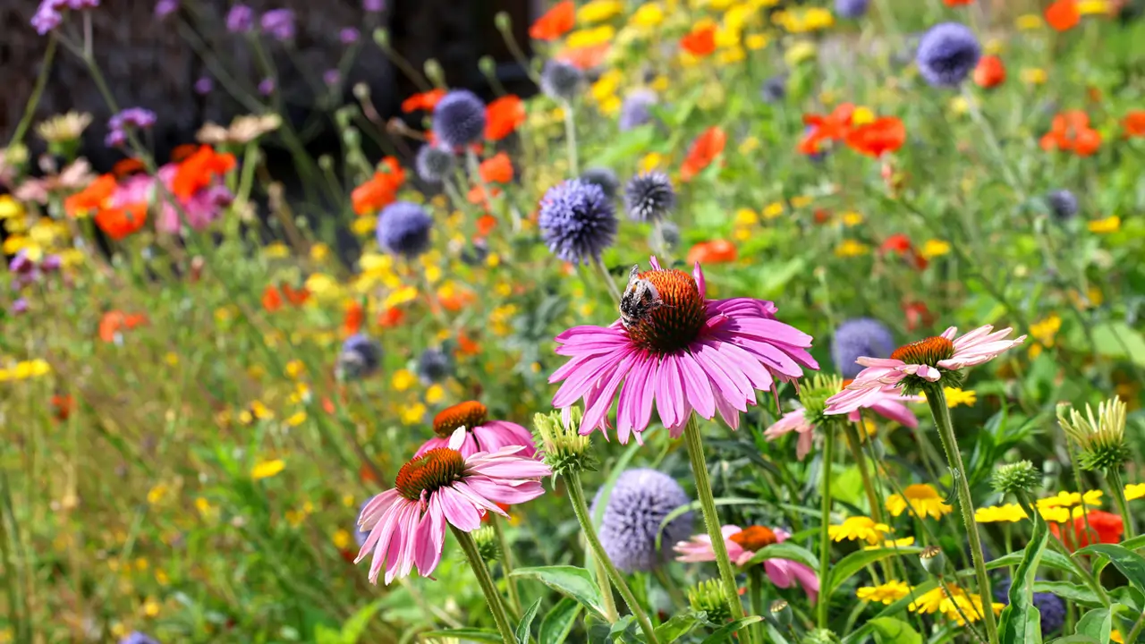 11 flores que llenan macetas y jardines de color y se reproducen solas