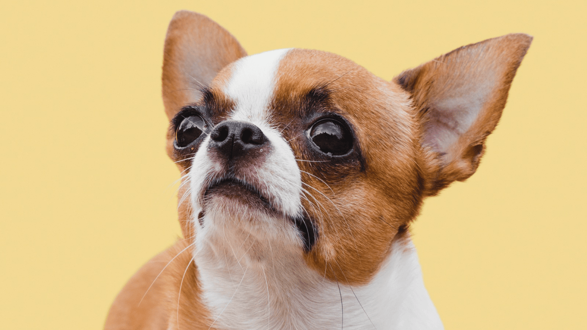6 signs your dog is aging faster than normal