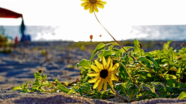 5 magical spring wildflower walks you wouldn't expect to find in ...