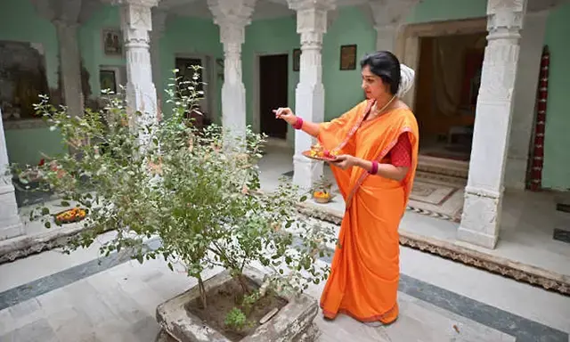 Tulsi plant at home brings prosperity, know the best direction and day ...
