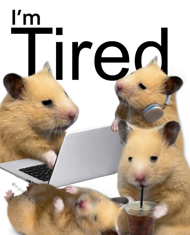 Lazy Weekend Animal Memes to Lock Out of the Work Week