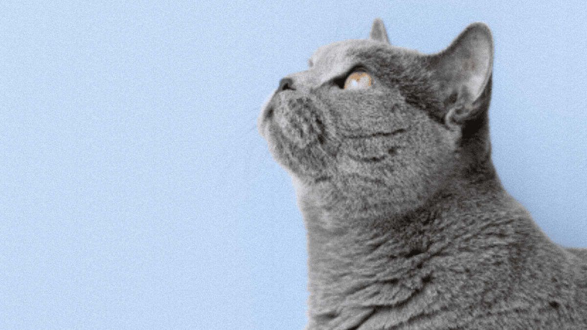 7 signs your cat is trying to protect you without you noticing