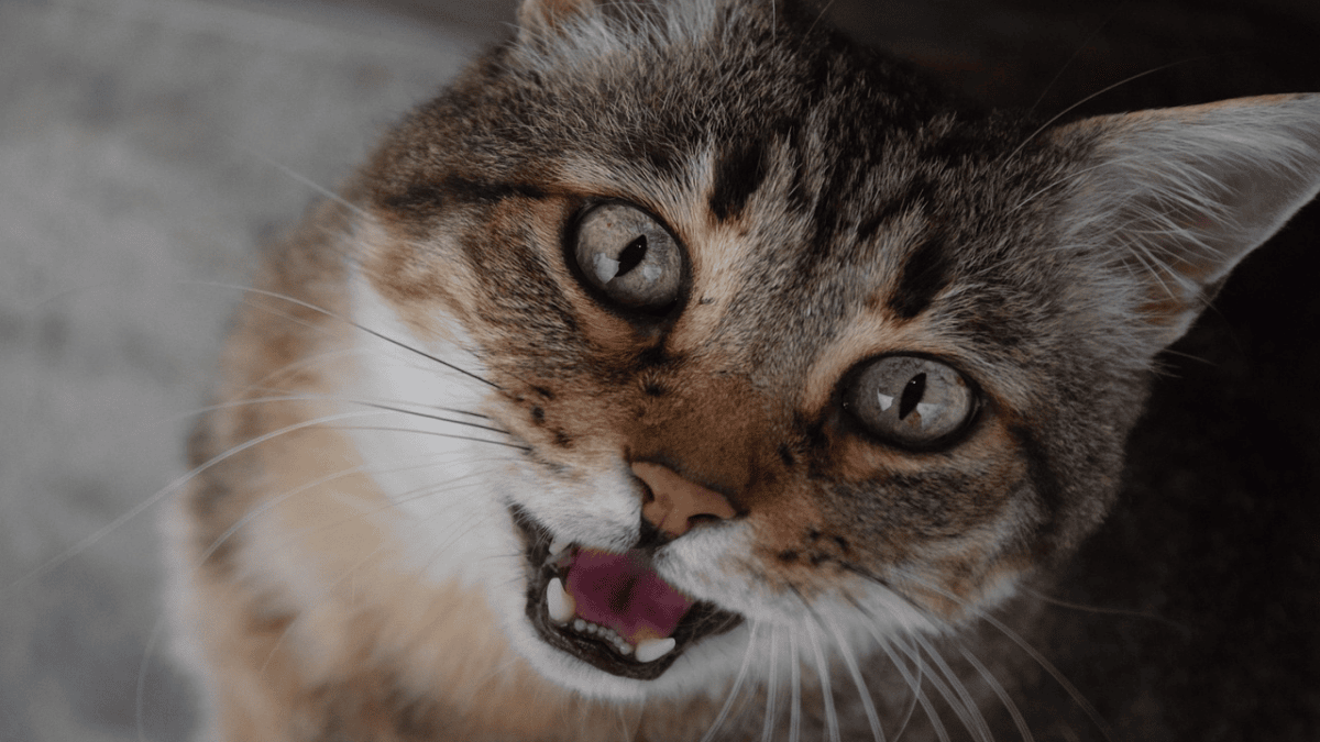 10 strange cat behaviors that are actually signs of love (the last one ...