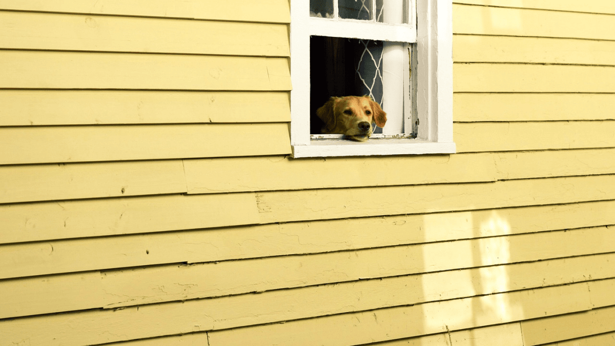 Dog separation anxiety: Tips for your best friend to feel calmer
