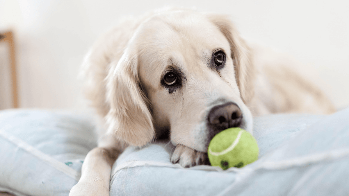 Dog separation anxiety: Tips for your best friend to feel calmer