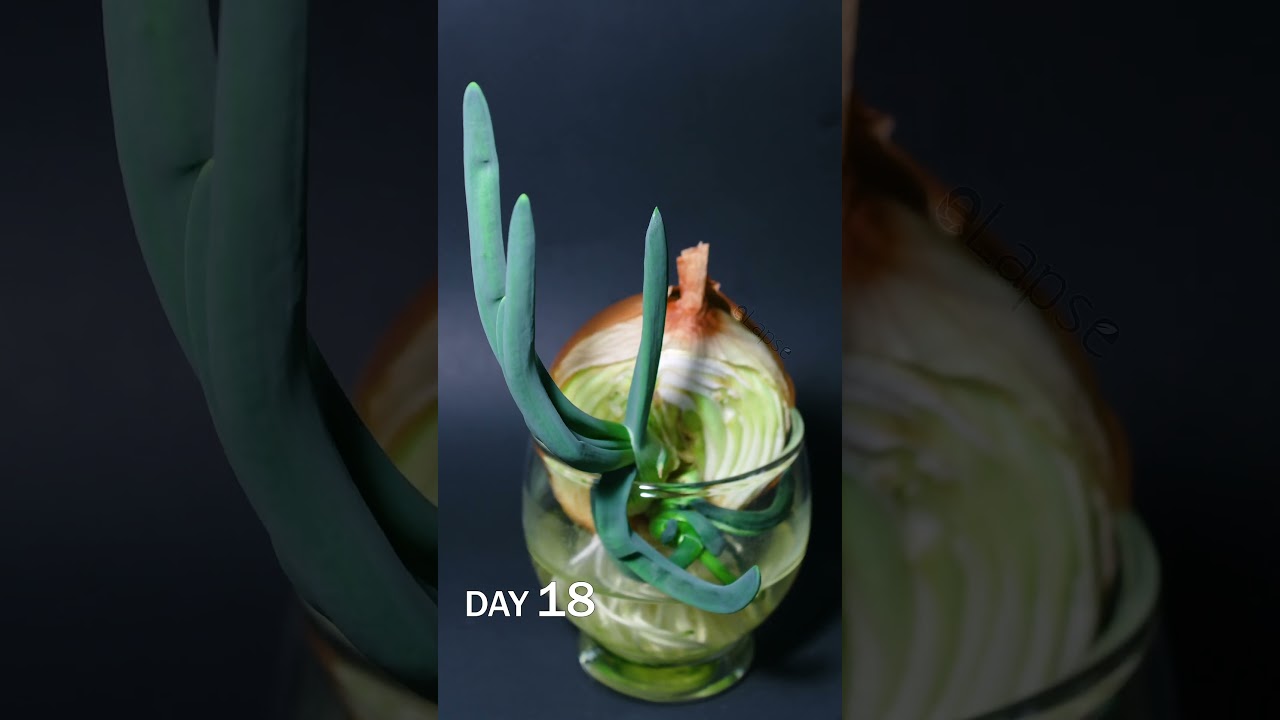 Half onion growing in water time lapse