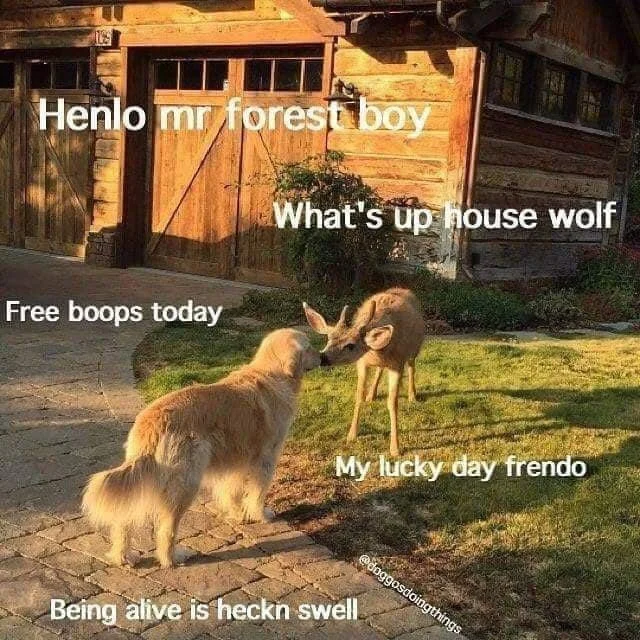 21 Doelightful Deer Memes to Welcome Spring With Woodland Wholesomeness