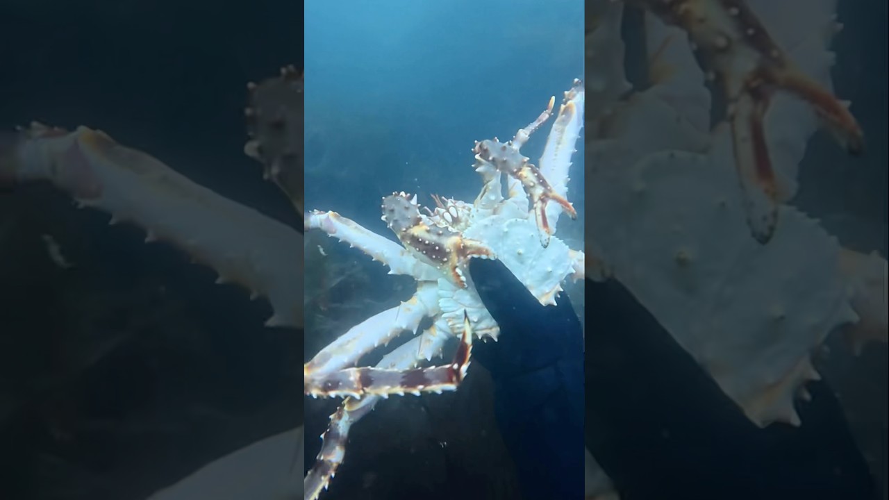 King crab fight back #spearfishing