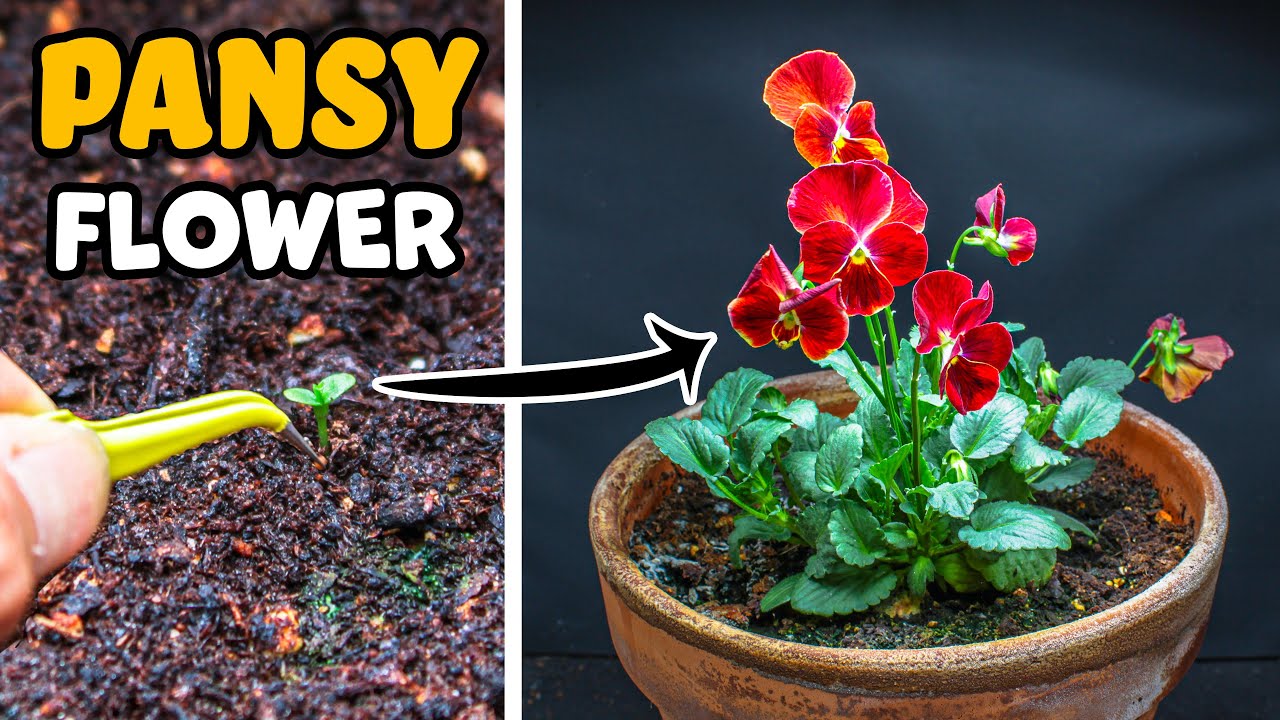 Pansy seed to stunning blooms: 89 days of growth in time-lapse
