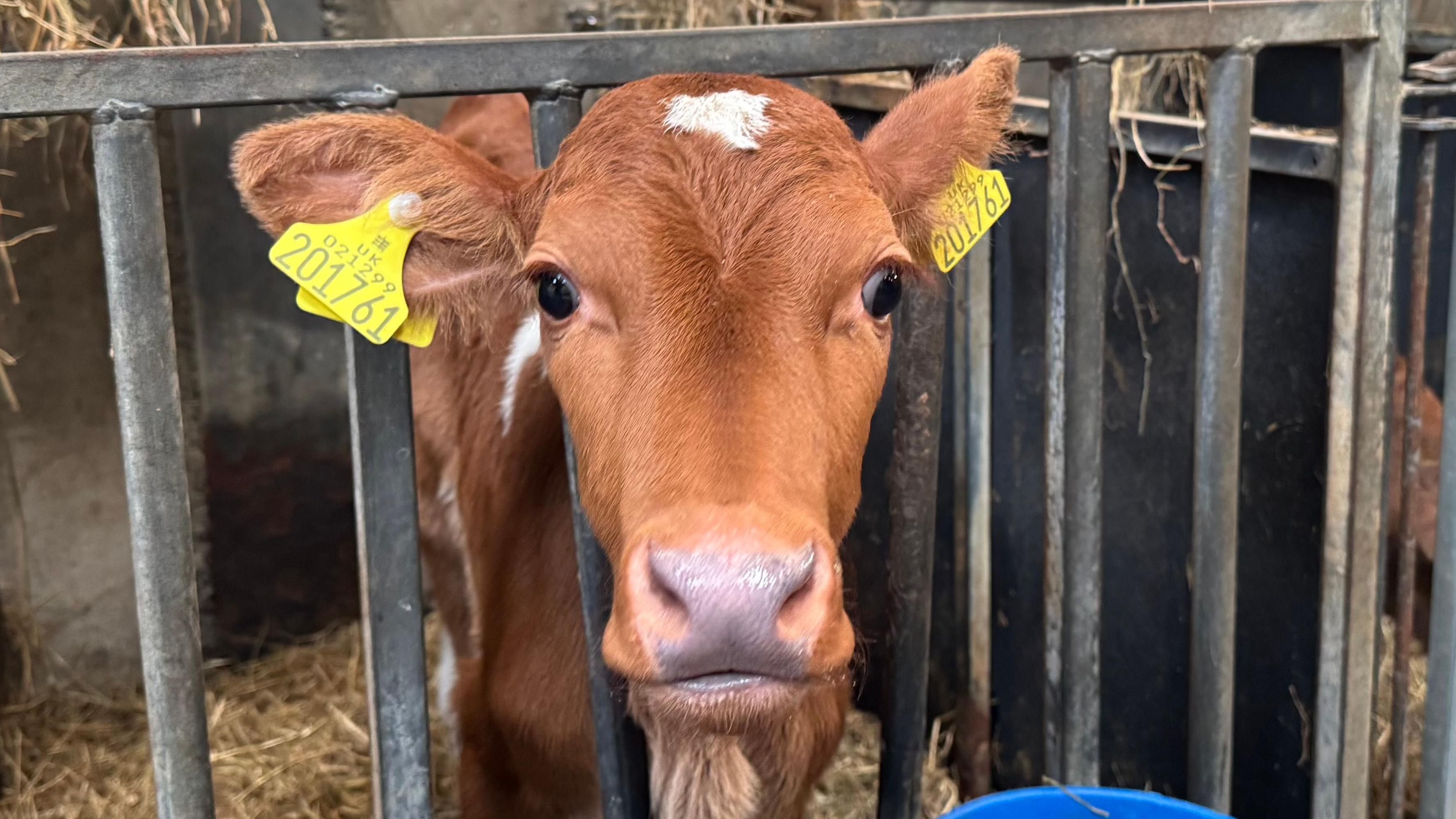 Sales of full fat milk 'on the rise,' say producers