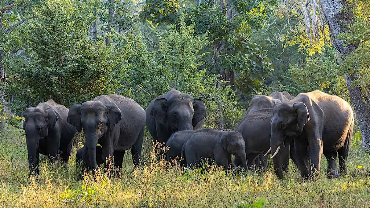 Elephants are ecological engineers: the giants who build their own world