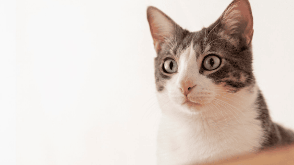 10 strange cat behaviors that are actually signs of love (the last one ...