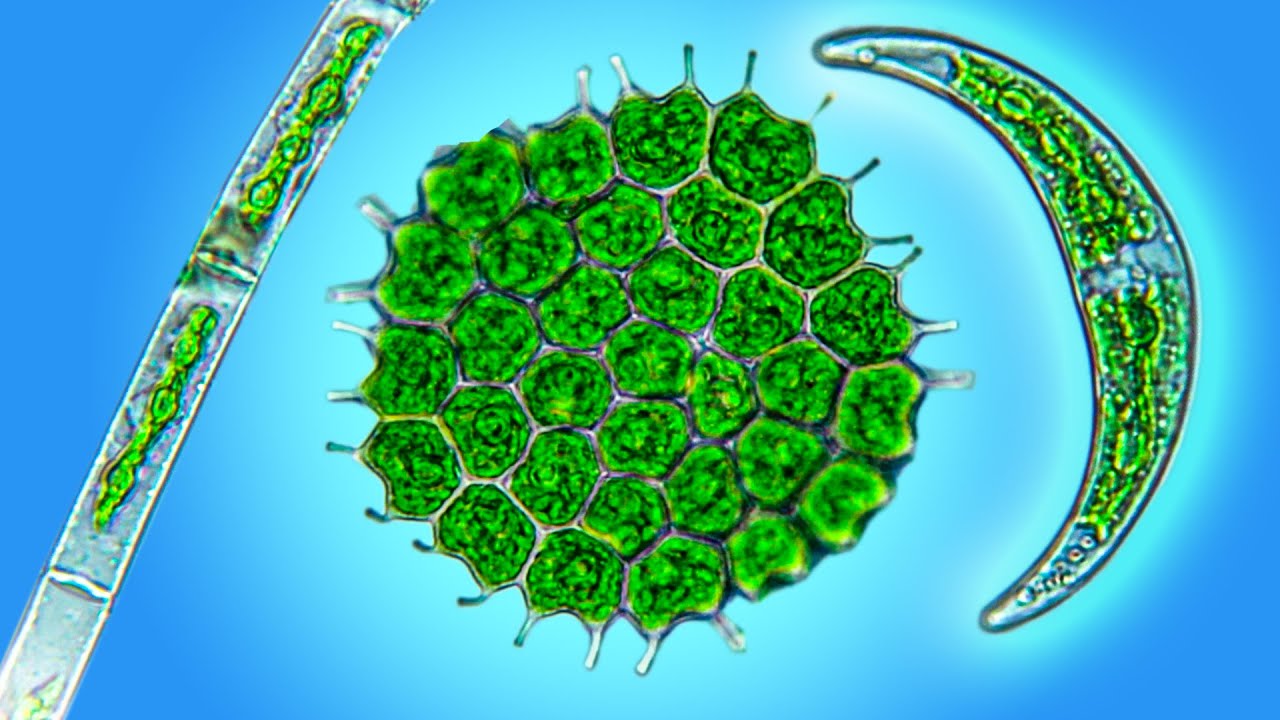 17 days in a petri dish: Time-lapse of a pond water micro-ecosystem