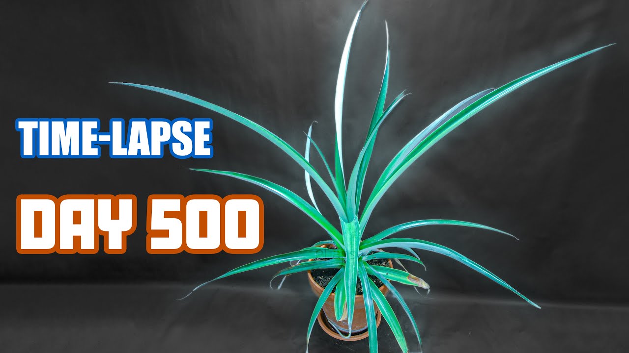 500 days growing a pineapple plant: Incredible time-lapse journey!