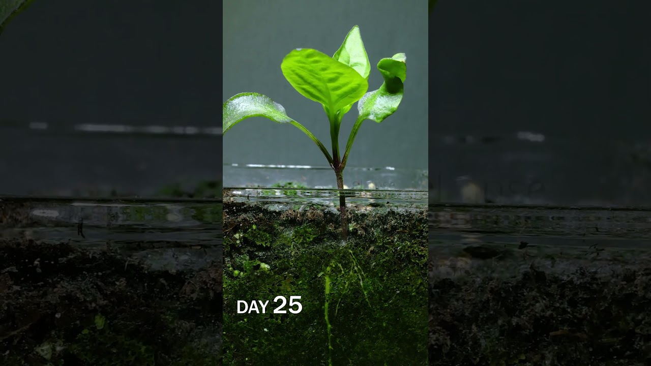 Bell pepper sprouting time lapse