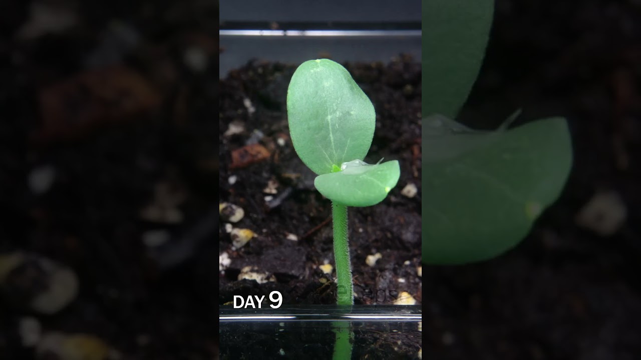 Watermelon sprouting time lapse