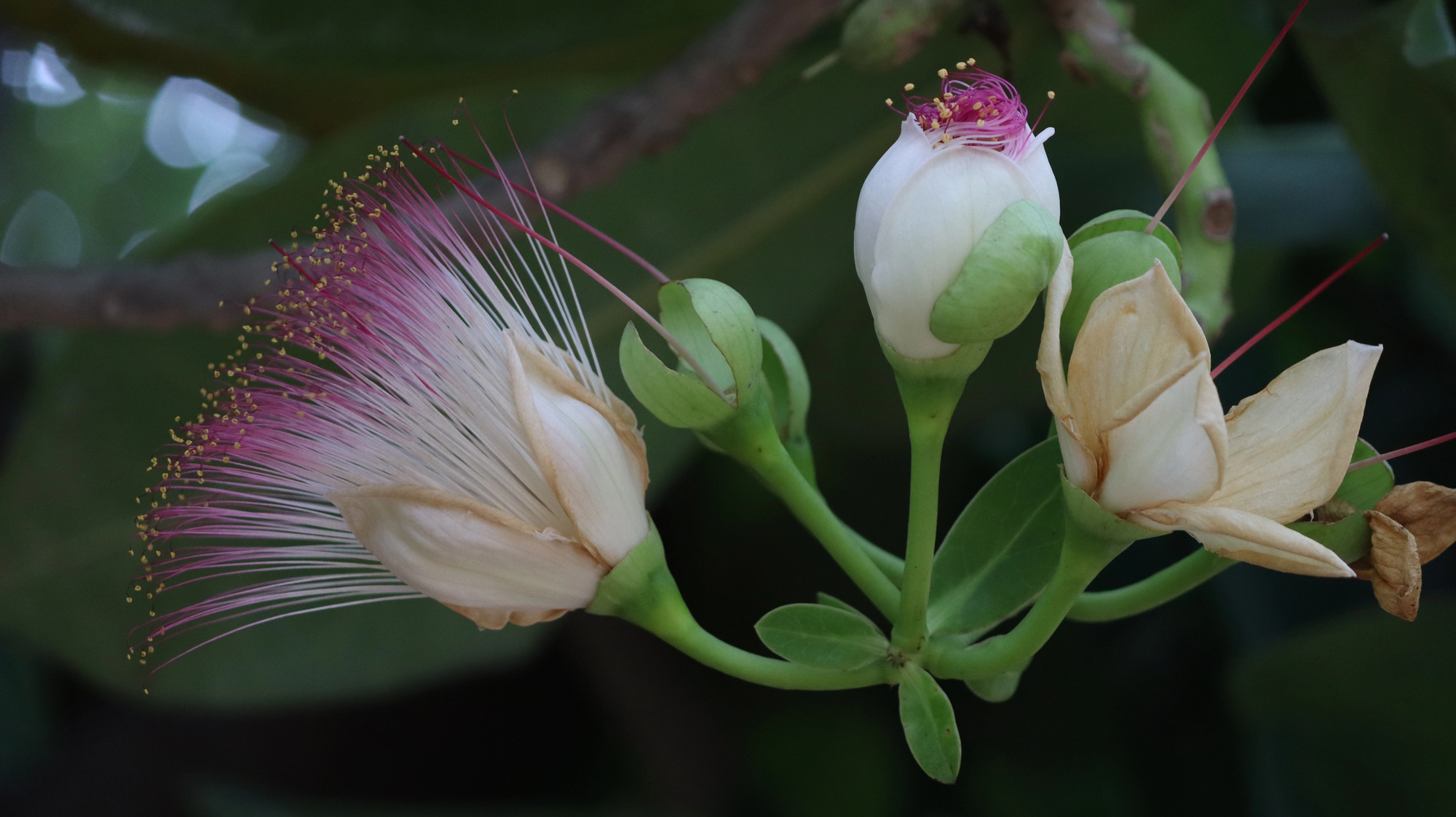 Rare plants with the most fragrant flowers