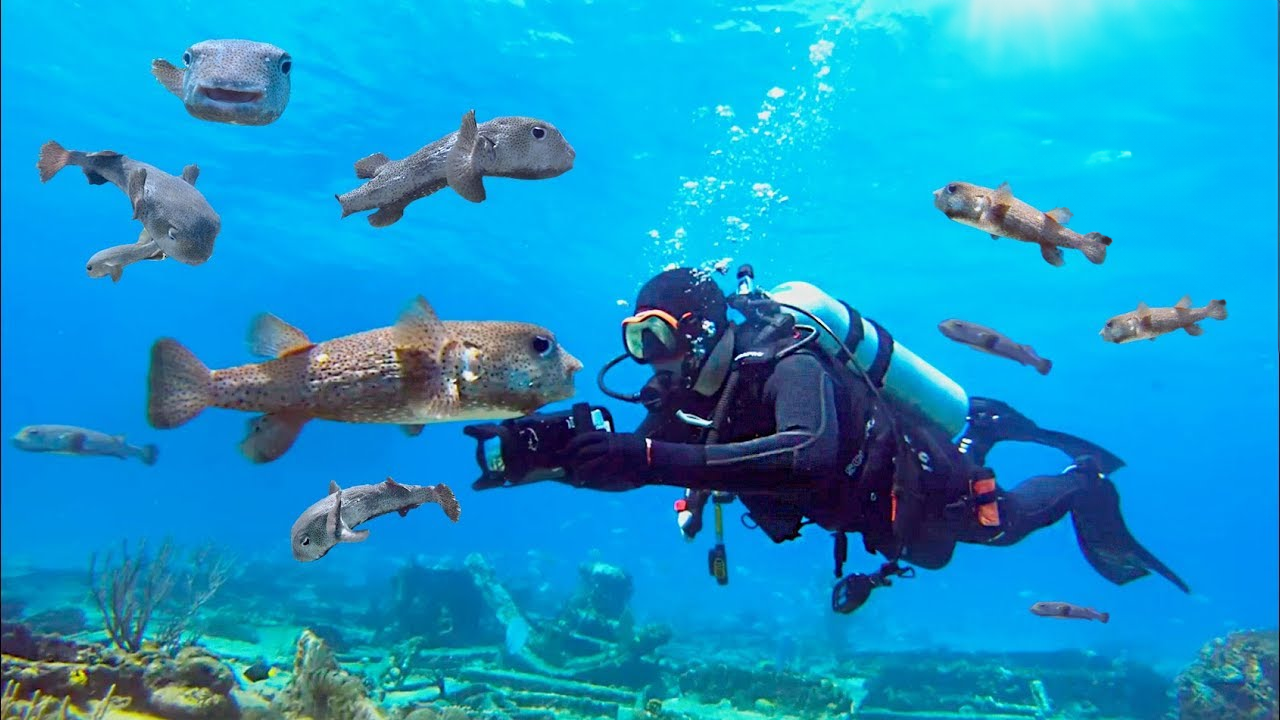Mark Vins has a close encounter with a porcupinefish