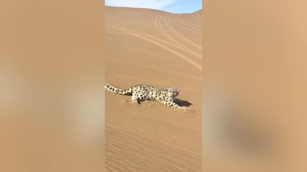 Wild snow leopard lost in desert is returned to mountain home