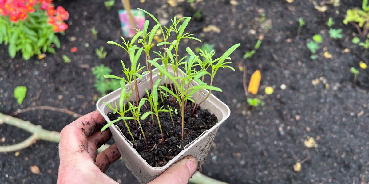 These 15 flowers are shockingly easy to grow from seed