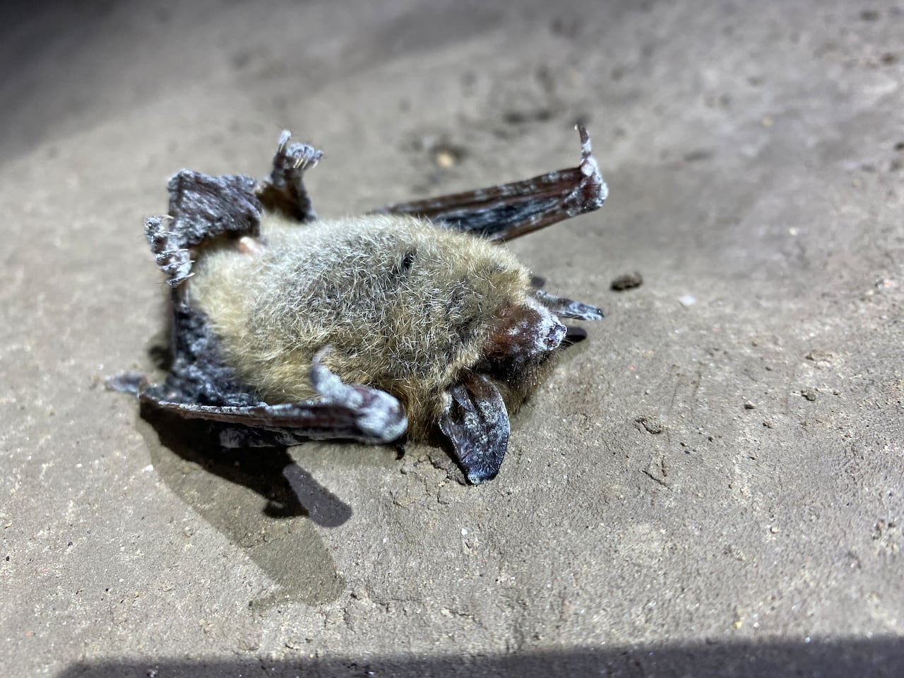 Lethal bat disease detected in Alberta's Rocky Mountains for first time