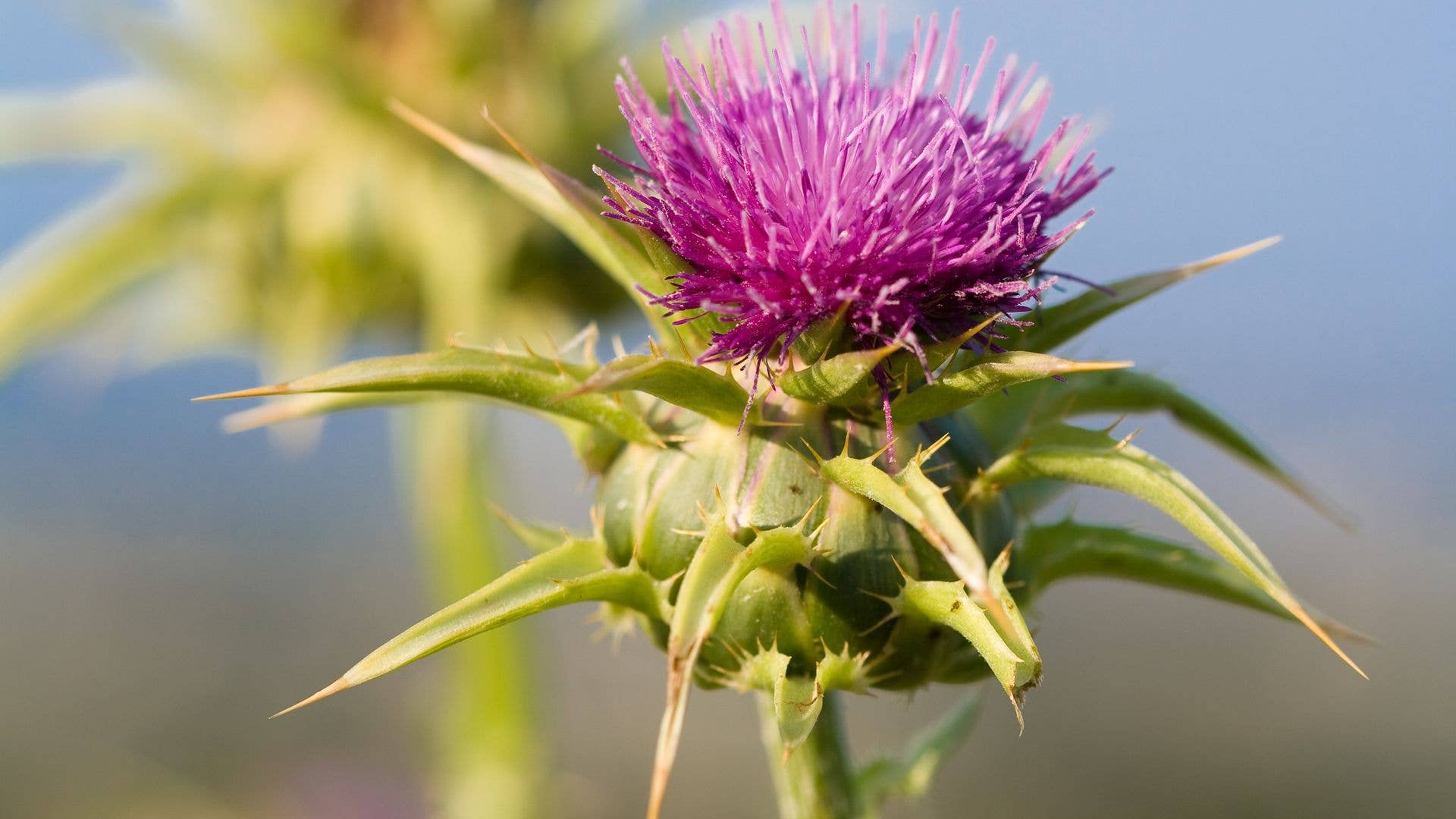 This edible plant could support your liver health - plus what a doctor says