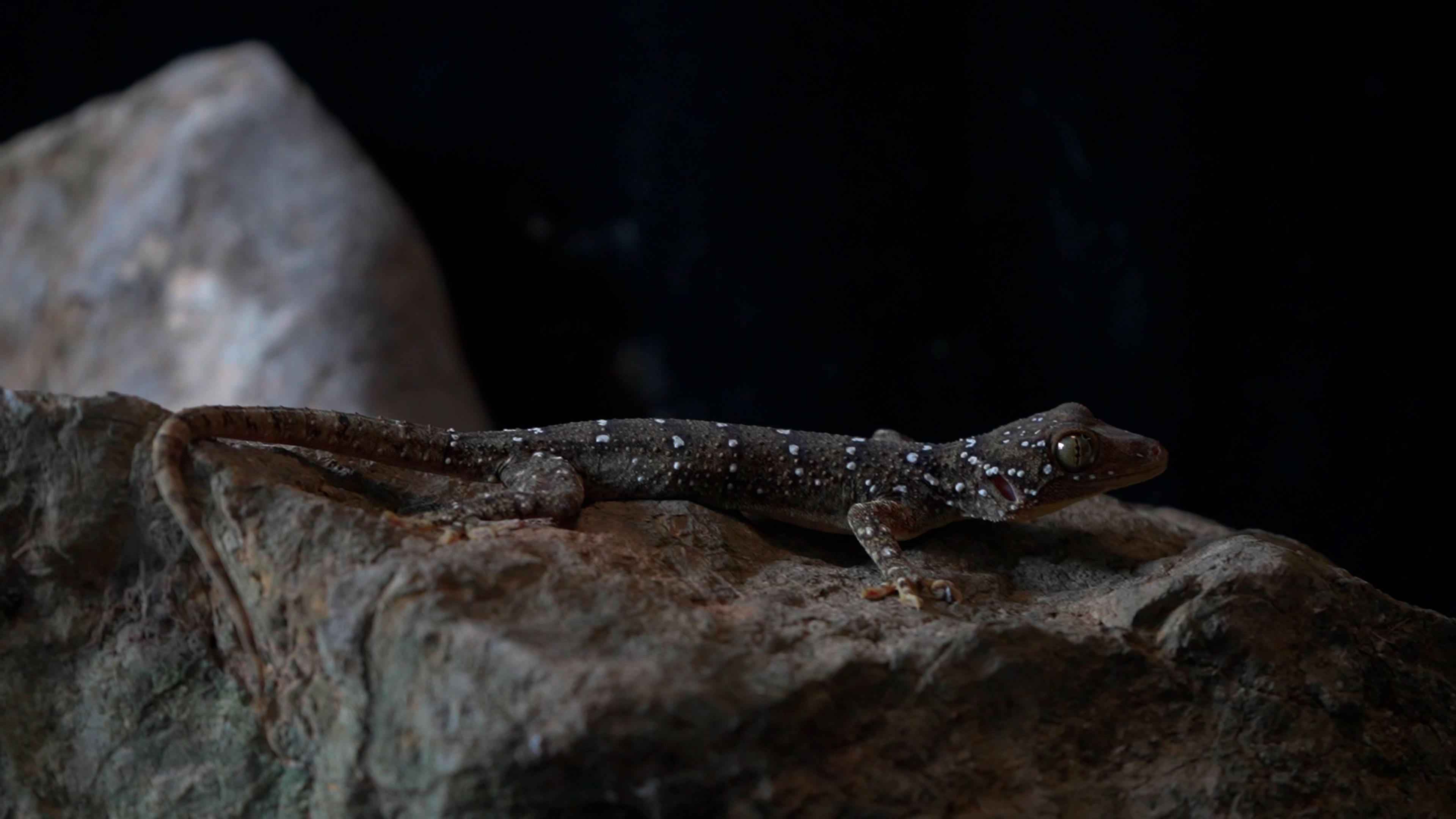 RAW VIDEO: Stunning turquoise viper among incredible finds in Cambodia ...