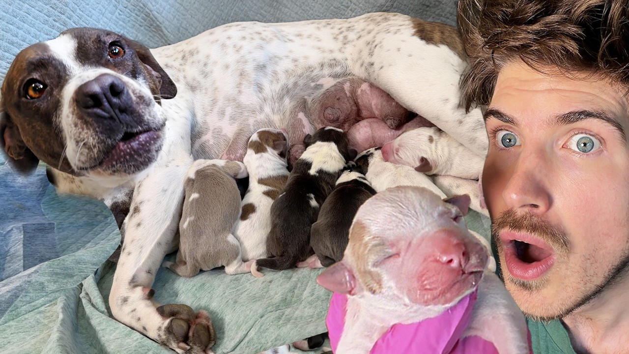 This sweet mama dog found a safe place just in time
