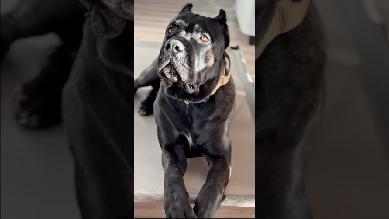 Cane corso keeps disrupting everything around the house