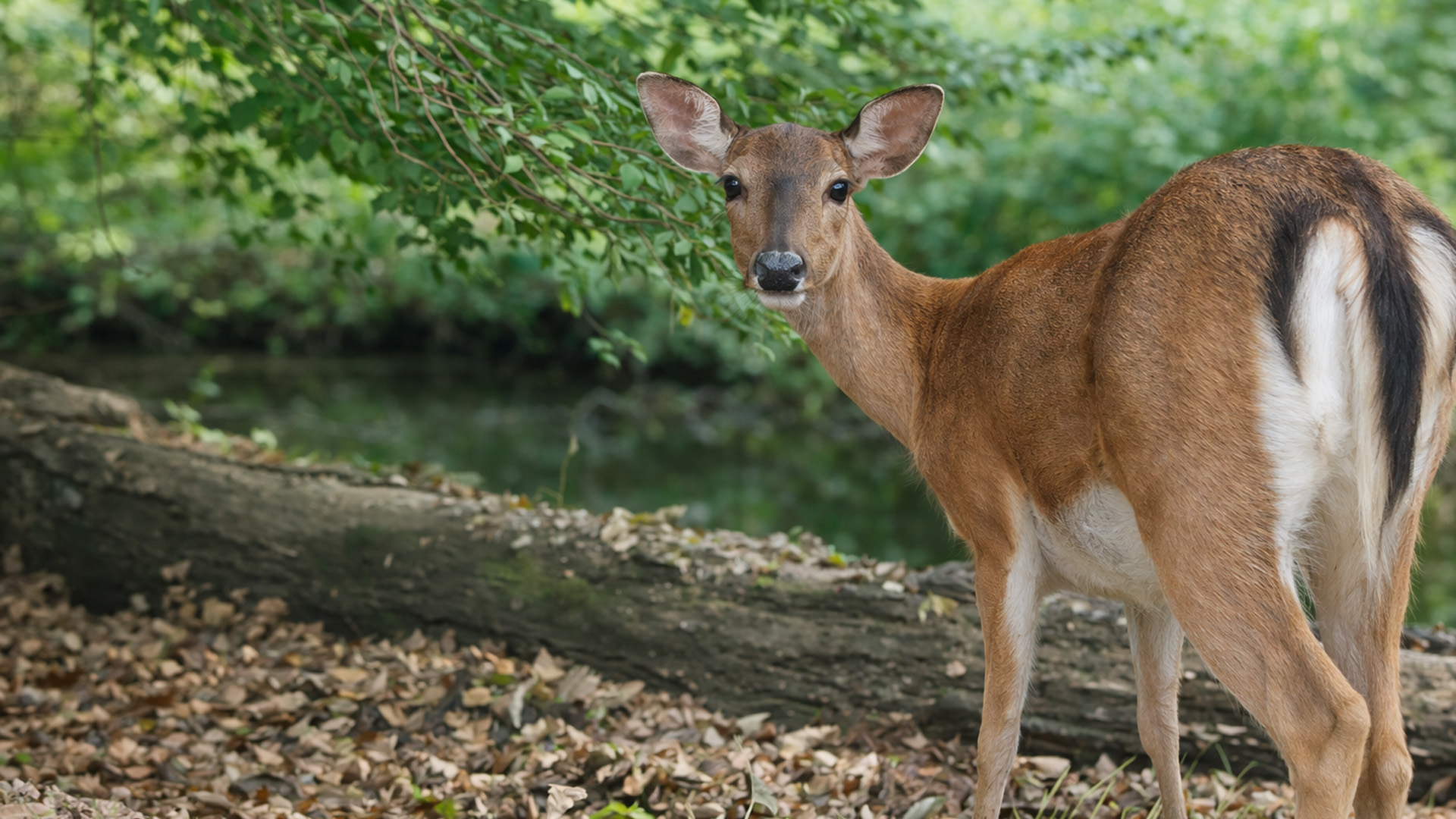 Unexpected wildlife interaction captured by a hidden camera