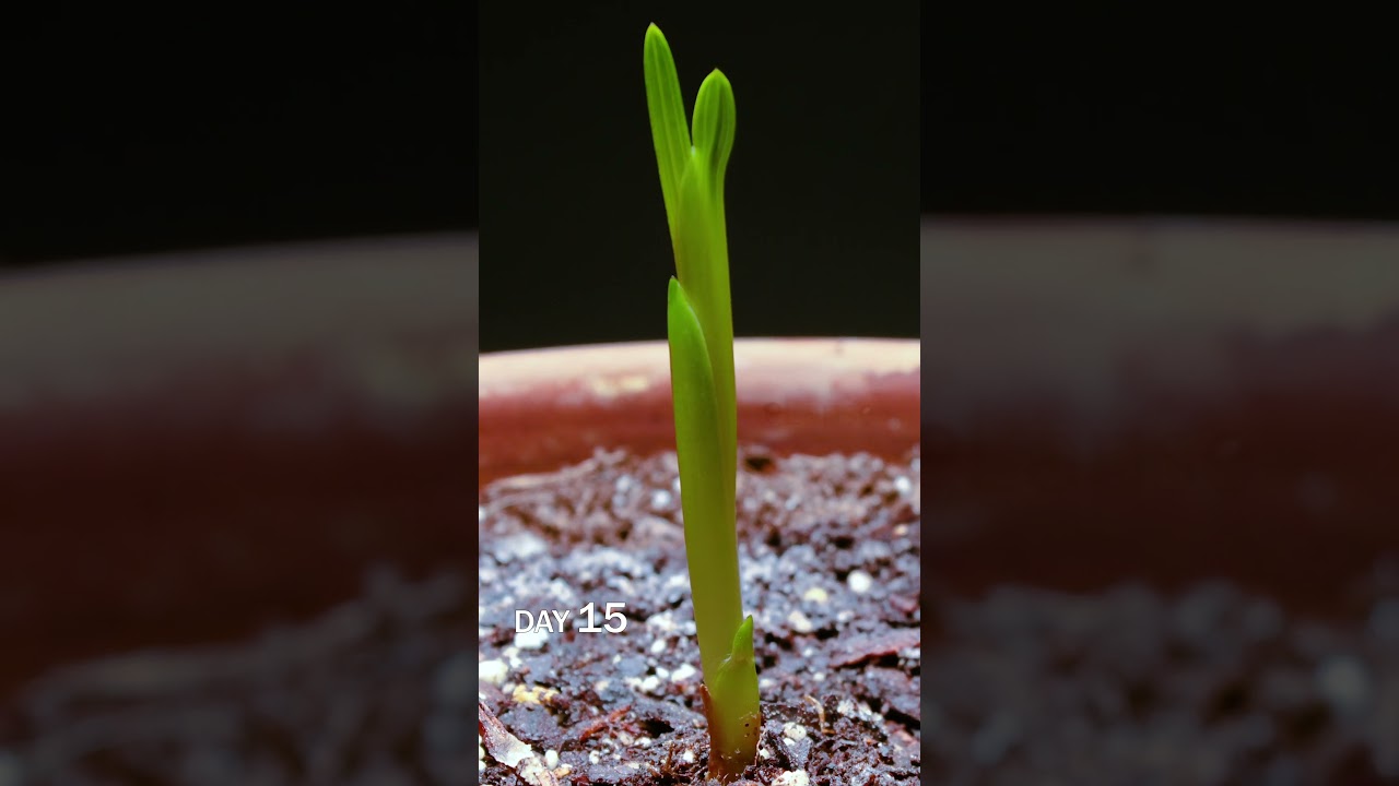 Freesia bulb sprouting time lapse
