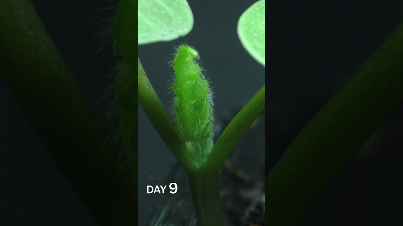 Morning glory sprouting time lapse