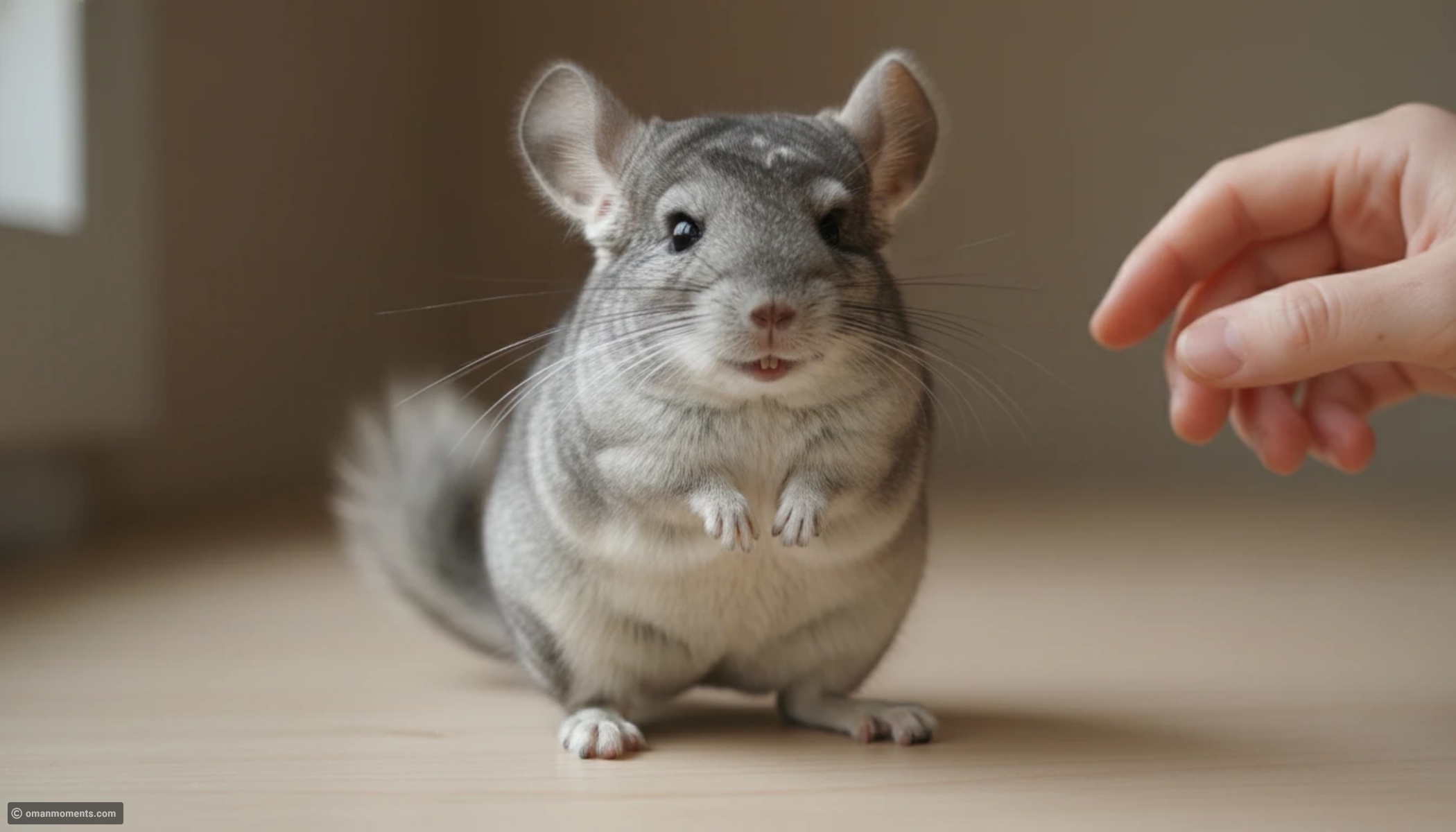 Pets that seem perfect until they suddenly feel threatened