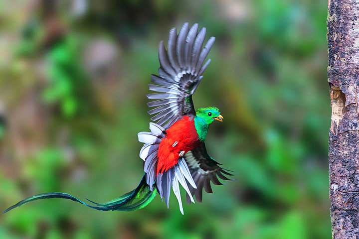 Quetzal: uma das espécies mais desejadas por observadores de aves