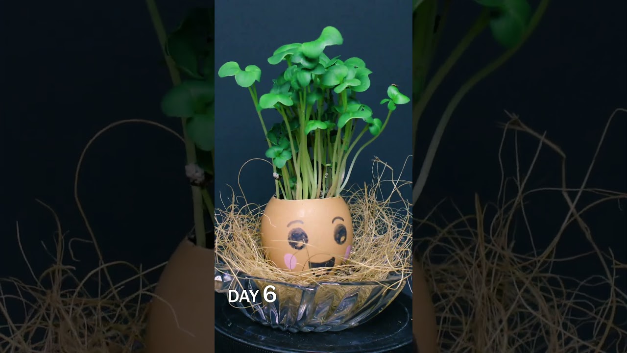 Egg-cellent sprouting time-lapse