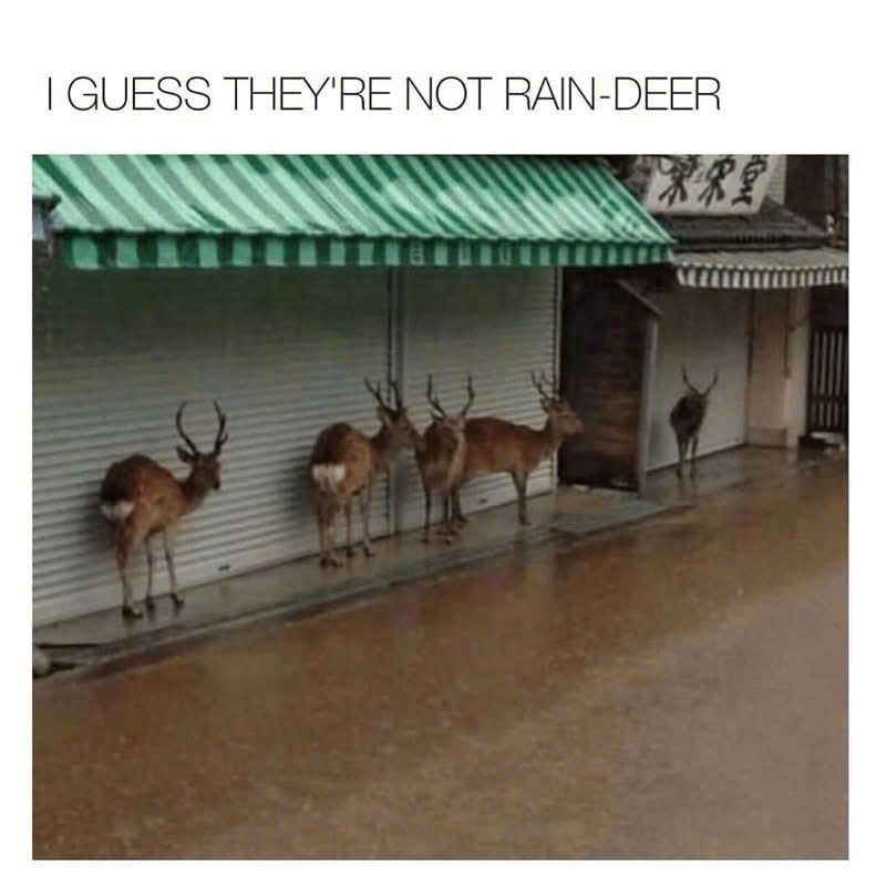 21 Doelightful Deer Memes to Welcome Spring With Woodland Wholesomeness