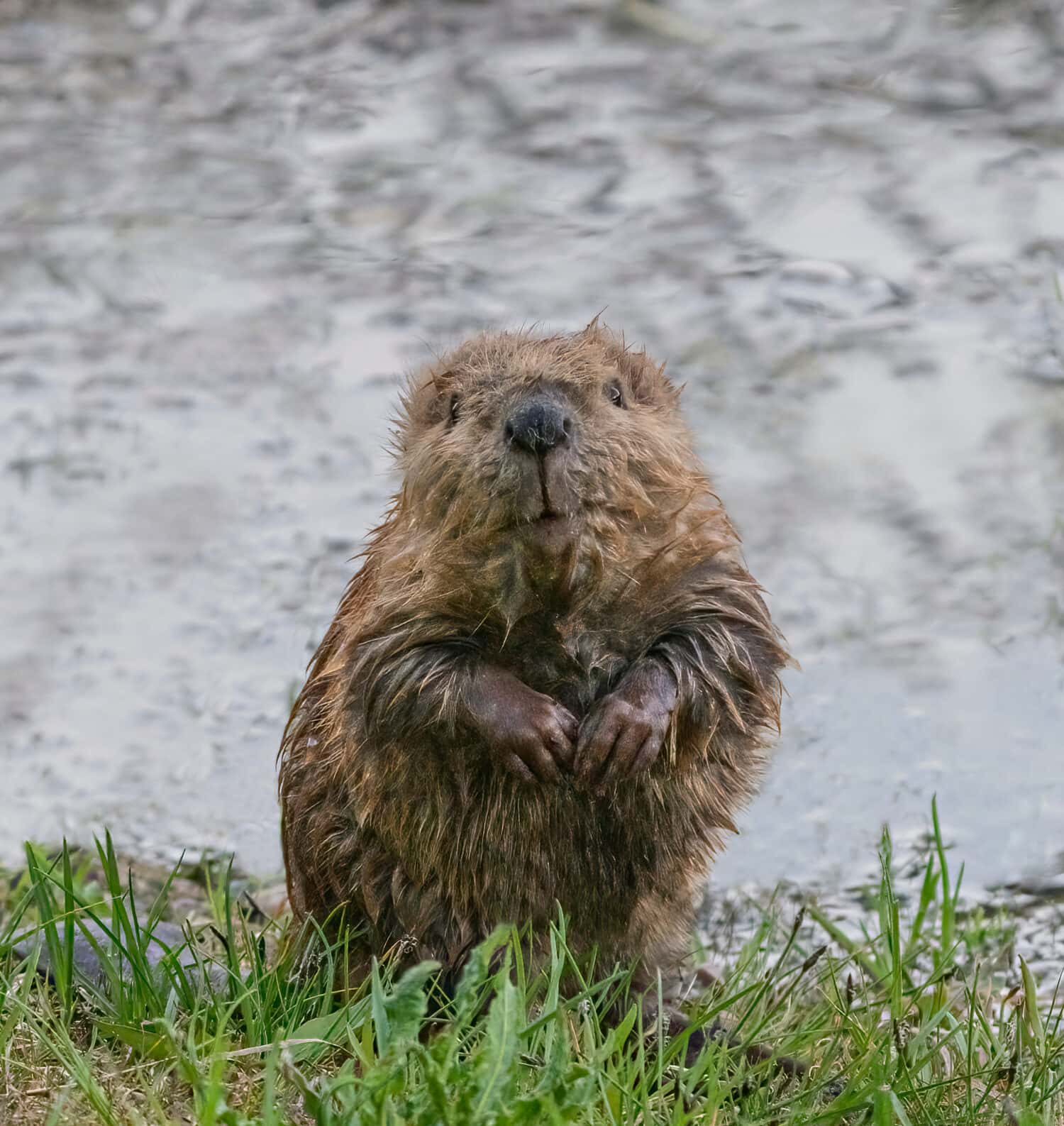 These states have the largest beaver populations in America