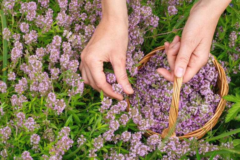 The #1 lawn alternative to plant this spring for a bloom-filled, no-mow ...
