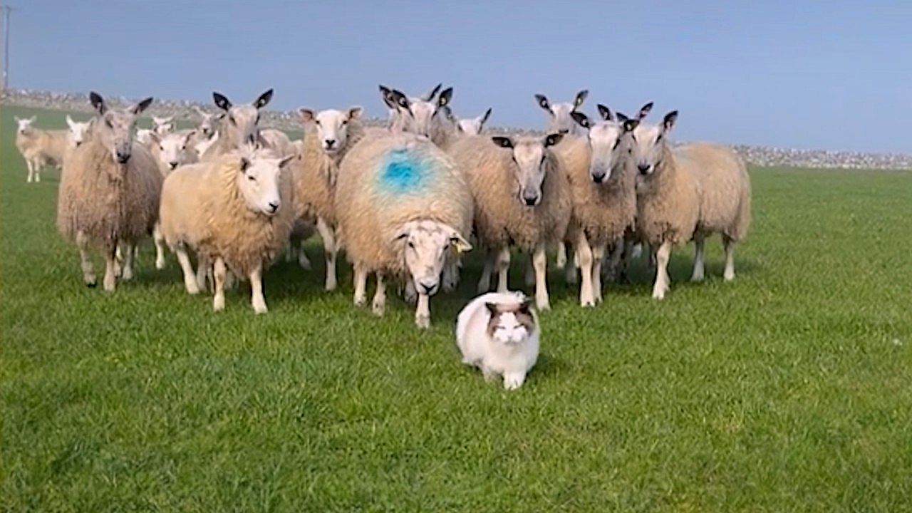 A Ragdoll cat becomes an unexpected leader and guides a flock of sheep ...