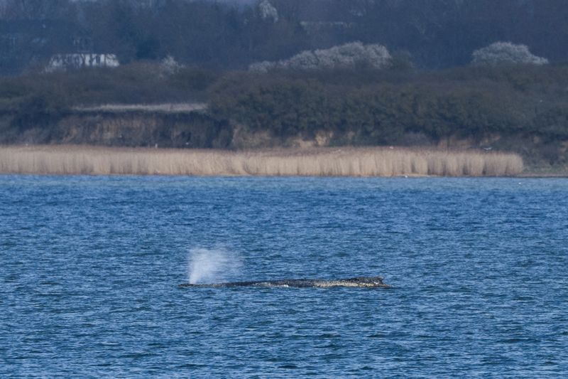 Humpback whale 'Timmy' struggles to escape shallow waters off Germany