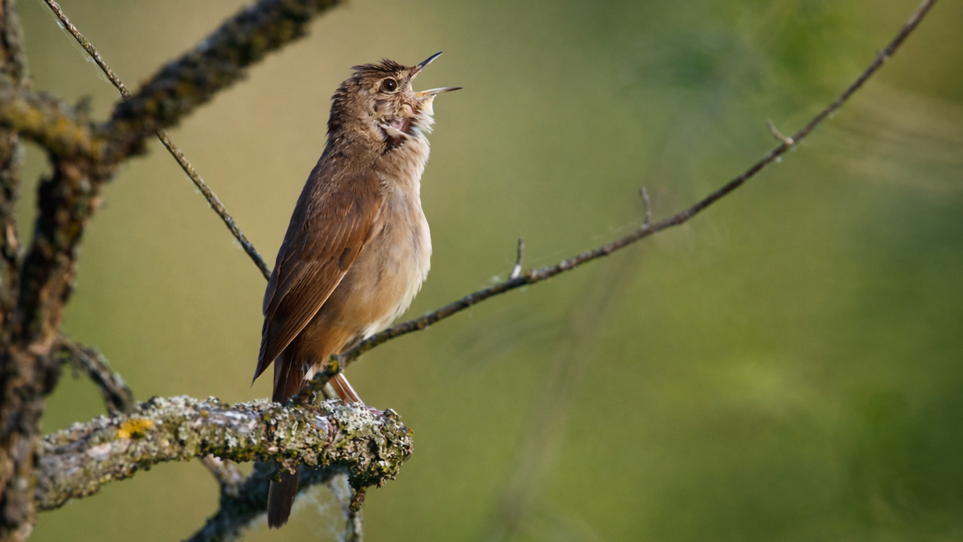 A tiny forest bird performs its song in front of a hidden camera
