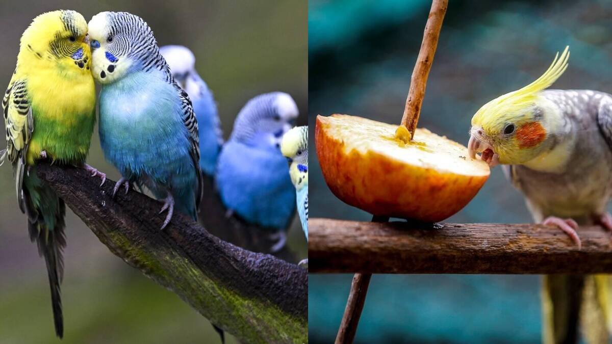 A guide to the world of pet birds